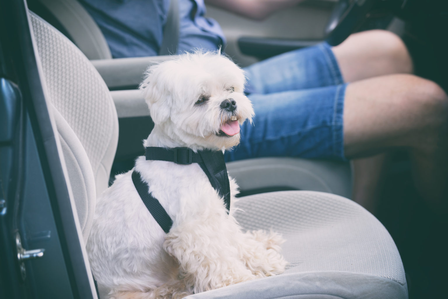 Elegantes Hund Auf Beifahrersitz Bildernull